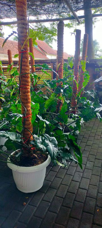 SEWA TANAMAN BUNGA HIDUP / POT DIAMETER 40-50 CM / DRAGON by KOKO GROUP