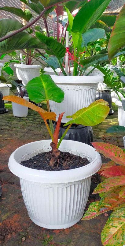 SEWA TANAMAN BUNGA HIDUP / POT DIAMETER 40-50 CM / PRINCE of ORANGE by ...