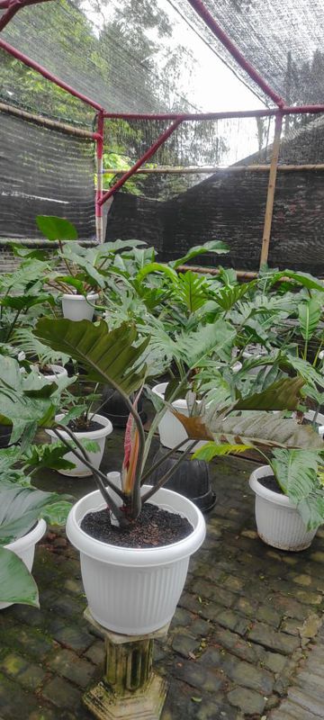 SEWA TANAMAN BUNGA HIDUP / POT DIAMETER 40-50 CM / PHILO CARAMEL by ...