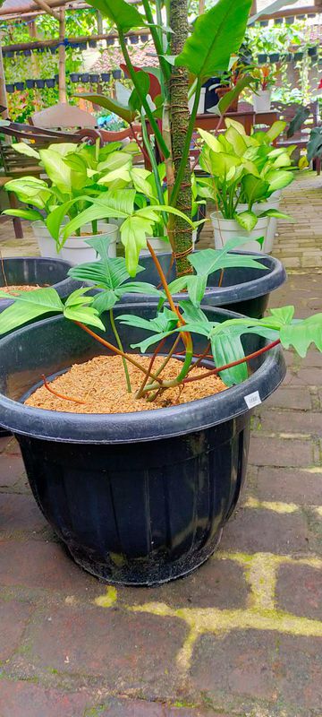 SEWA TANAMAN BUNGA HIDUP / POT DIAMETER 40-50 CM / FLORIDA GOSH by KOKO ...