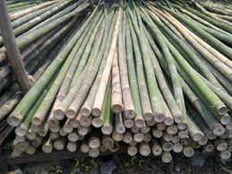 bambu panjang 4 meter