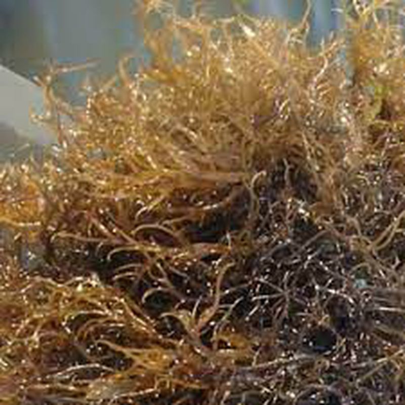 rumput laut - Gracilaria