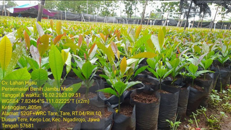 Benih Jambu Mete