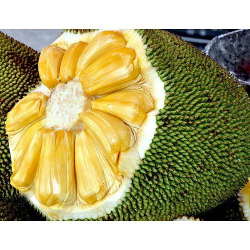 Nangka
