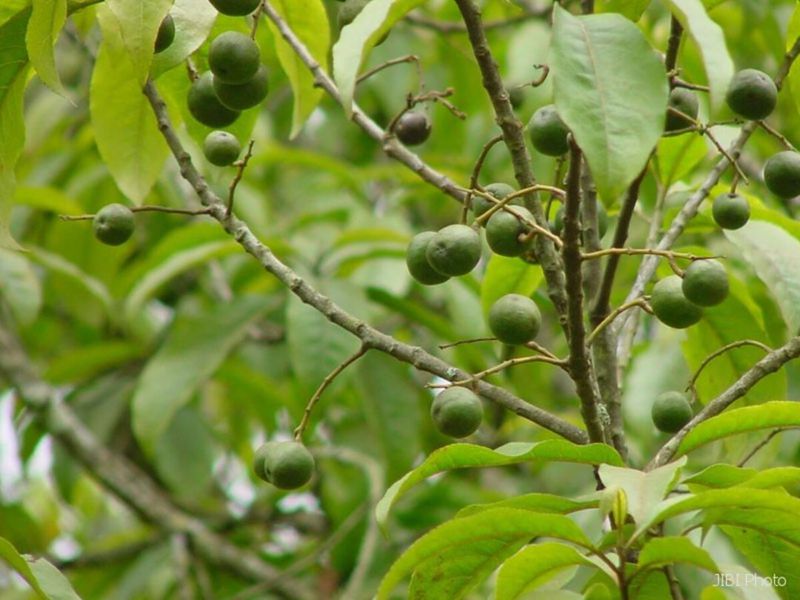 Daun janitri