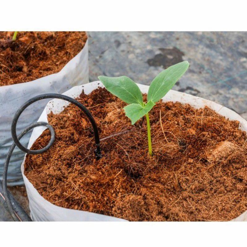 Cocopeat Media Tanaman