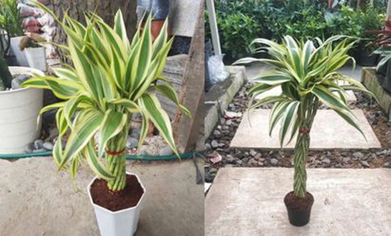 Bambu Rejeki (Sewa & Perawatan Tanaman) - Kecil