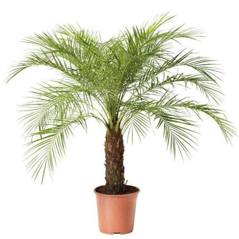 Palem Phoenix (Sewa & Perawatan Tanaman) - Sedang