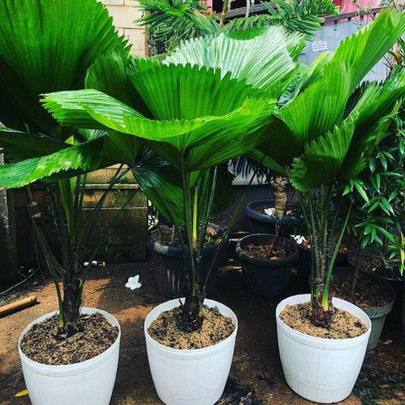 Palem Kol (Sewa & Perawatan Tanaman)