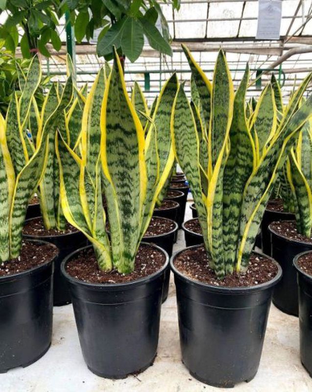 Sansivera Kuning (Sewa & Perawatan Tanaman) - Besar