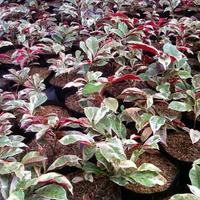 Tanaman Hias Sambang Dara