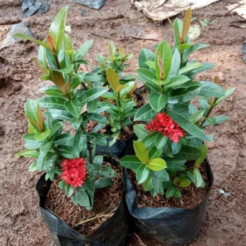 Tanaman Bunga Soka / Asoka