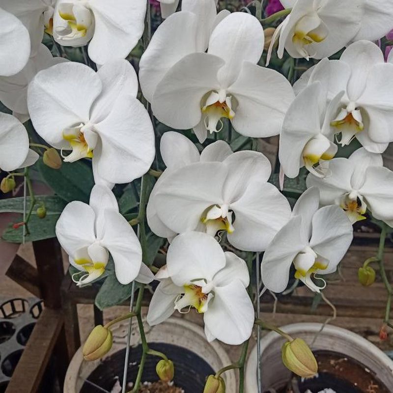 anggrek bulan hibrida