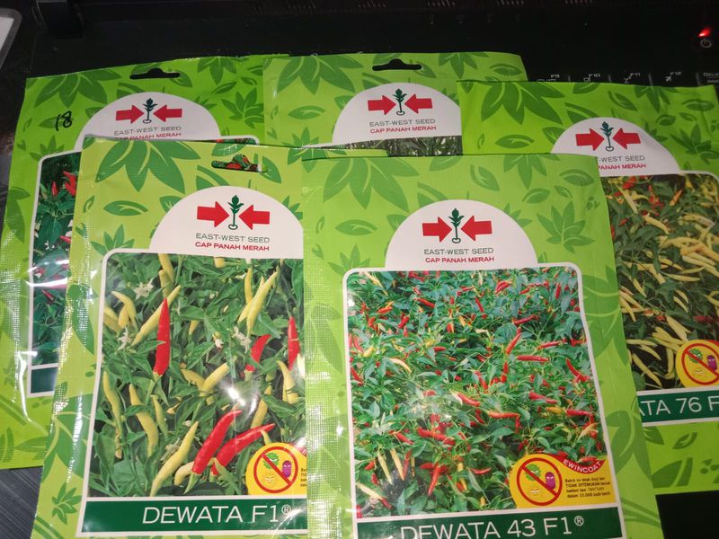 Bibit Cabe - Dewata F1