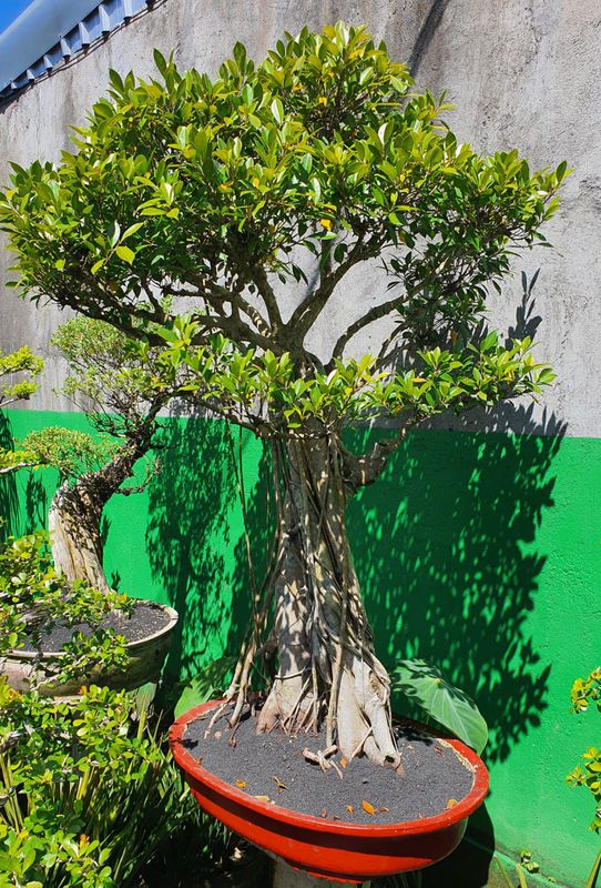 Bonsai Kimeng