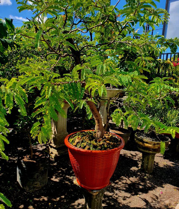 Bonsai Asem Thailand Manis