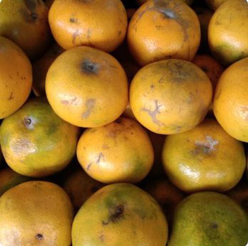 Jeruk Manis Segar 500 gram