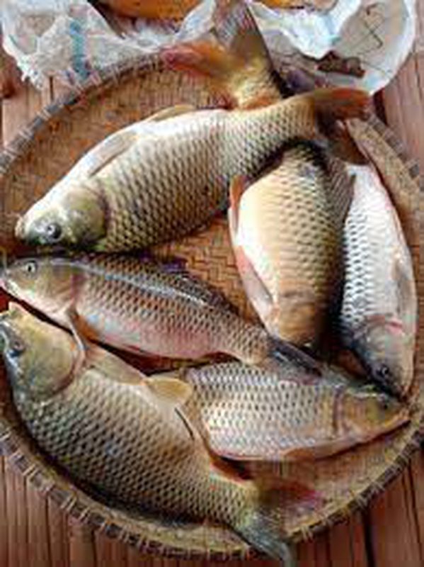 Ikan Mas Segar