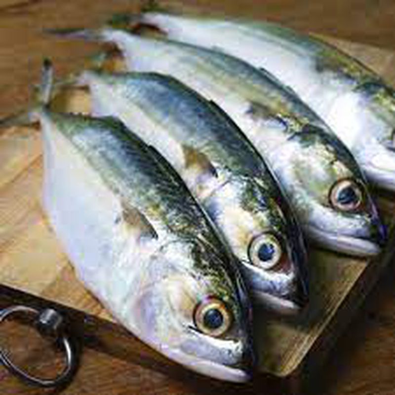 Ikan Kembung