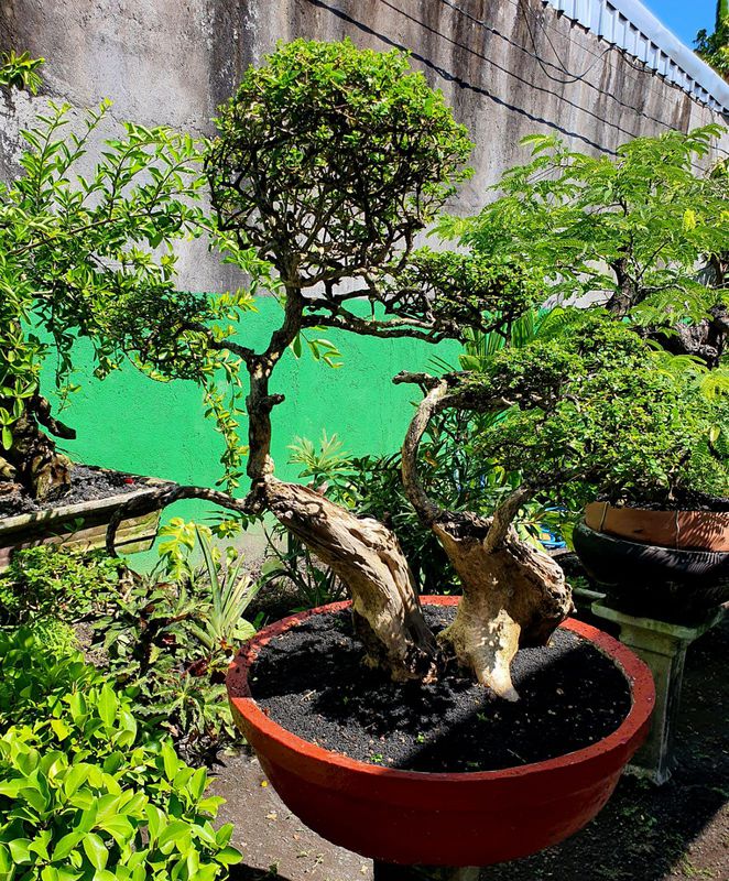 Bonsai Sancang