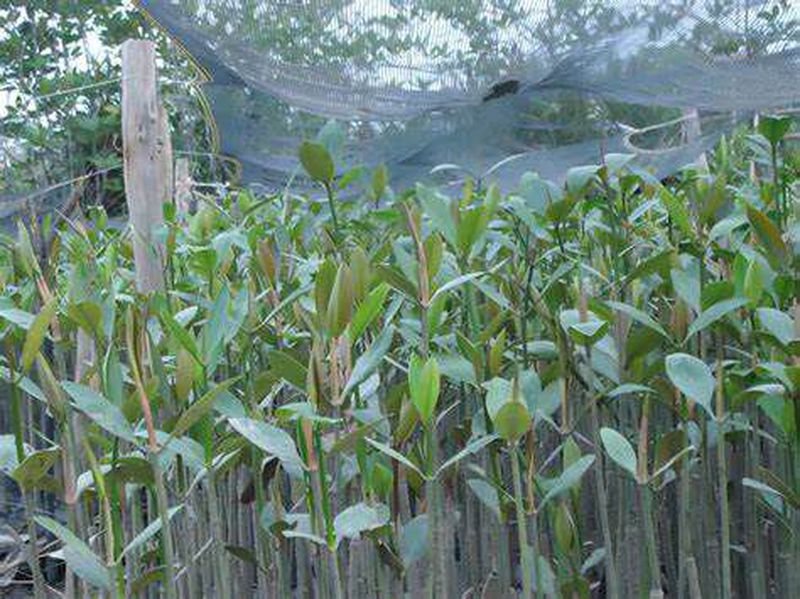 Mangrove Daun 4