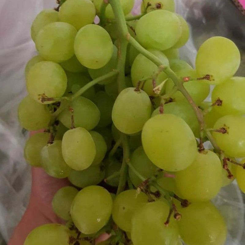 Anggur Hijau Afrika 500 gr (pack)