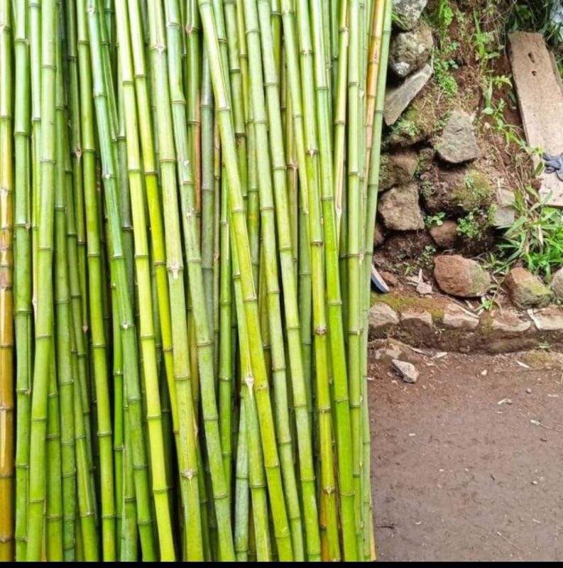Bambu kecil ukuran 3m