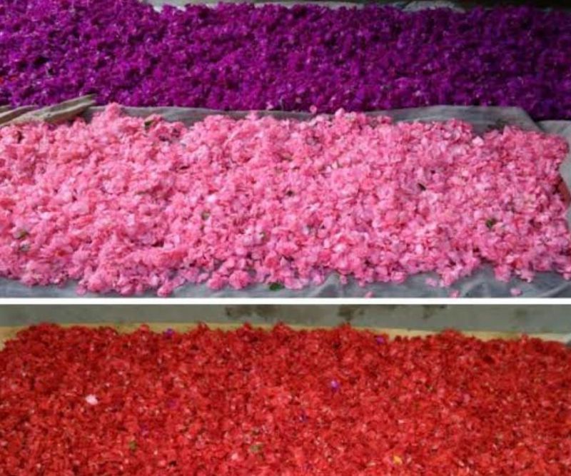 Bunga pacar galuh ( merah,putih,ungu)