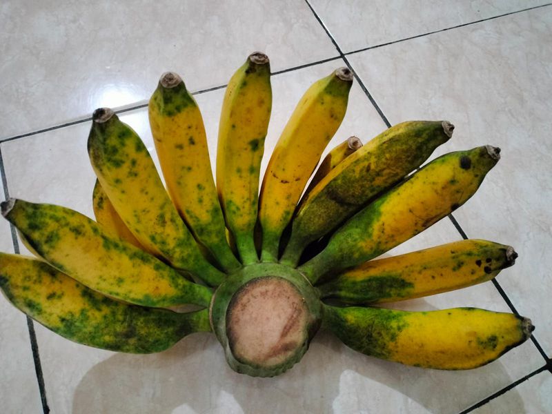 pisang raja