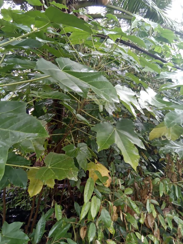 Jarak Kota/ Roda Roda