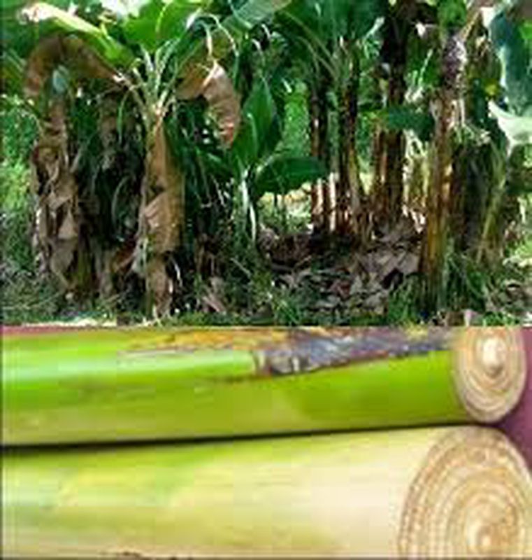 Pelepah pisang unuk penataan wayang kulit