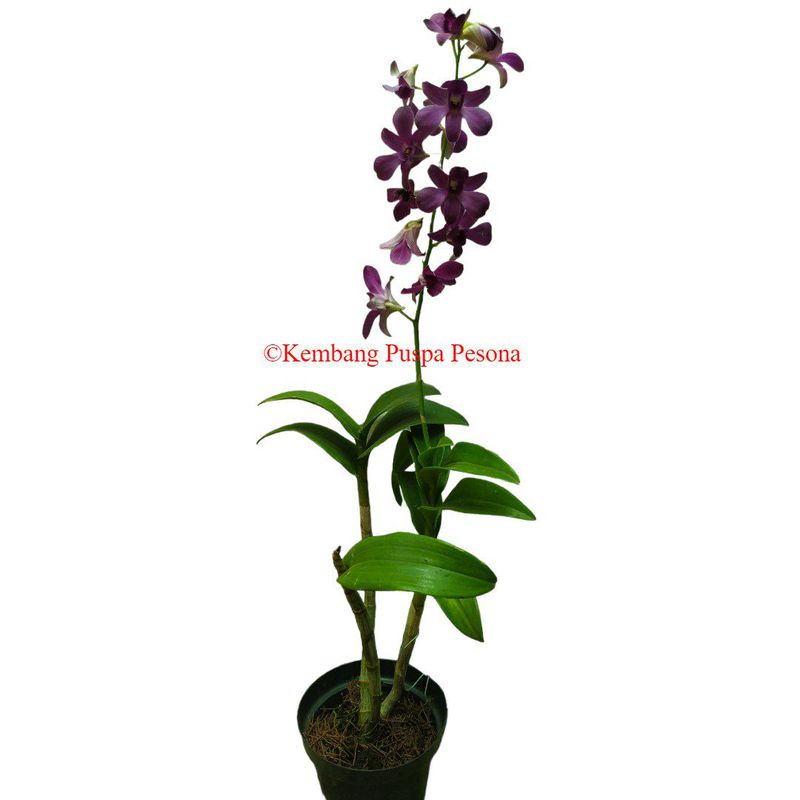 Anggrek Dendrobium - Putih