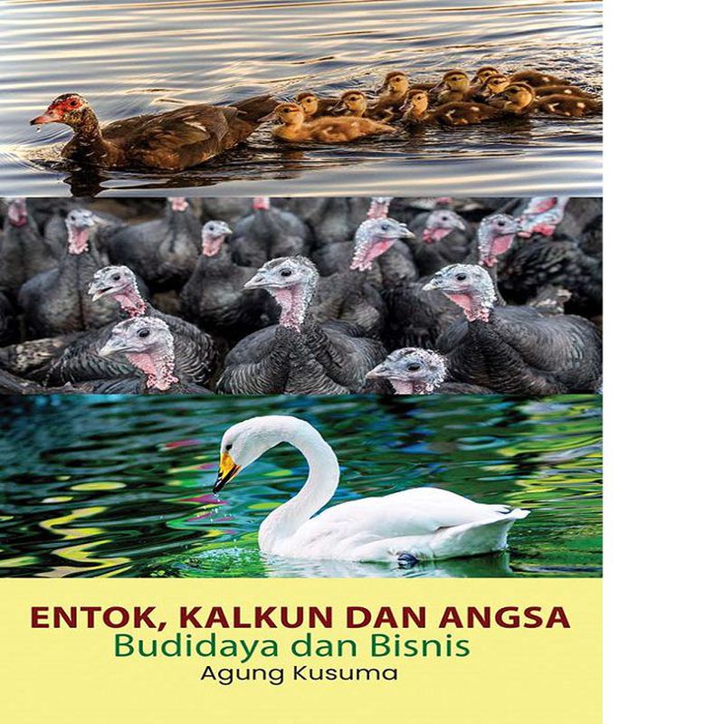 Entok, Kalkun, dan Angsa: Budidaya dan Bisnis