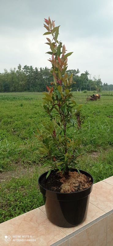 Tanaman Pucuk Merah dan Pot
