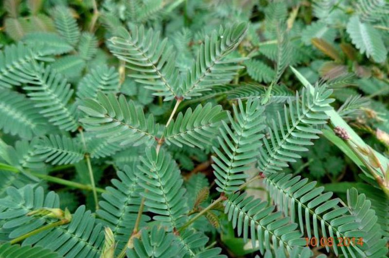 Daun Sup