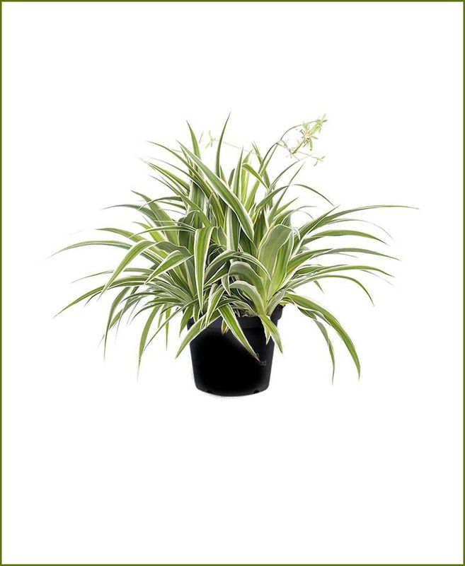 spider plant