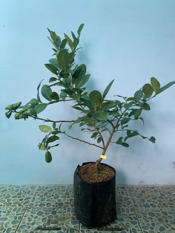 Bibit Buah Jeruk Lemon
