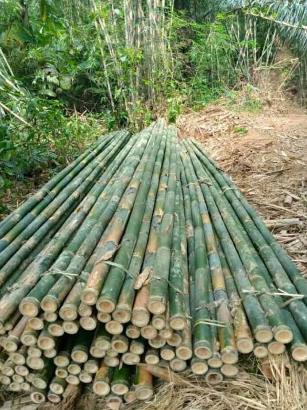Bambu Batangan