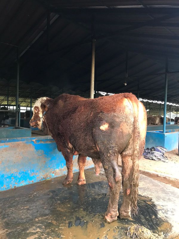 SAPI LIMOSIN