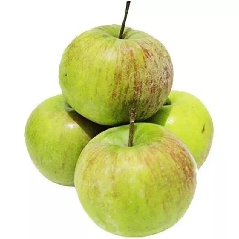 Apel Segar
