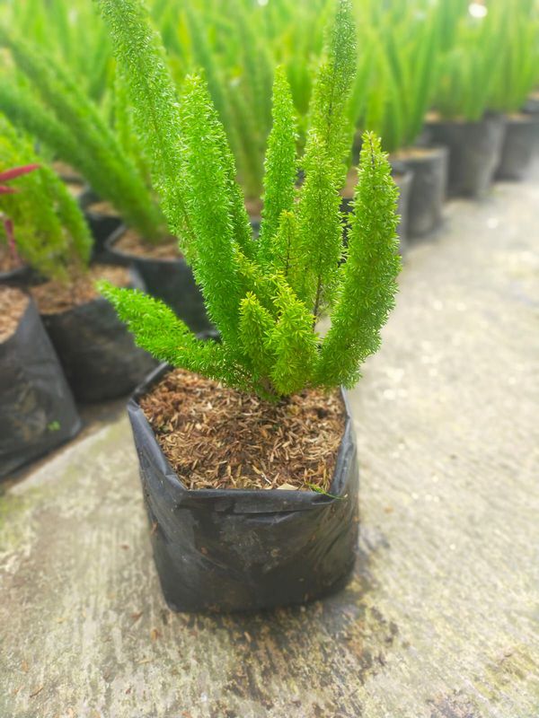 Bibit Bunga Ekor Tupai