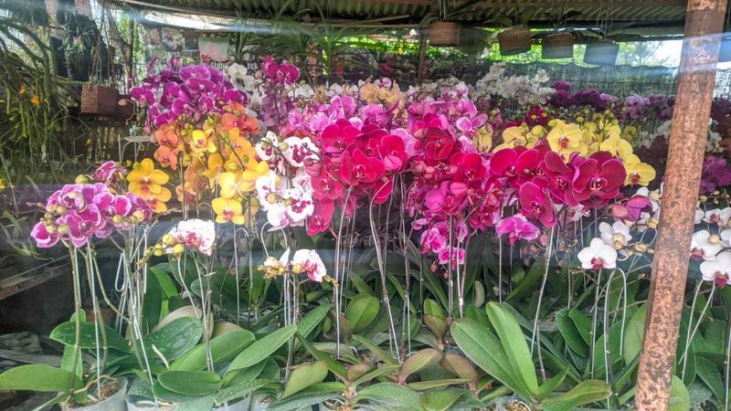 Bibit Bunga Anggrek Bulan