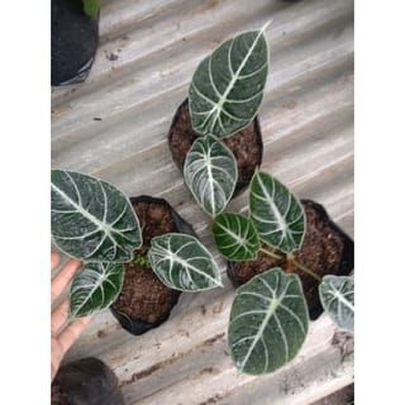 Bibit Bunga Alocasia