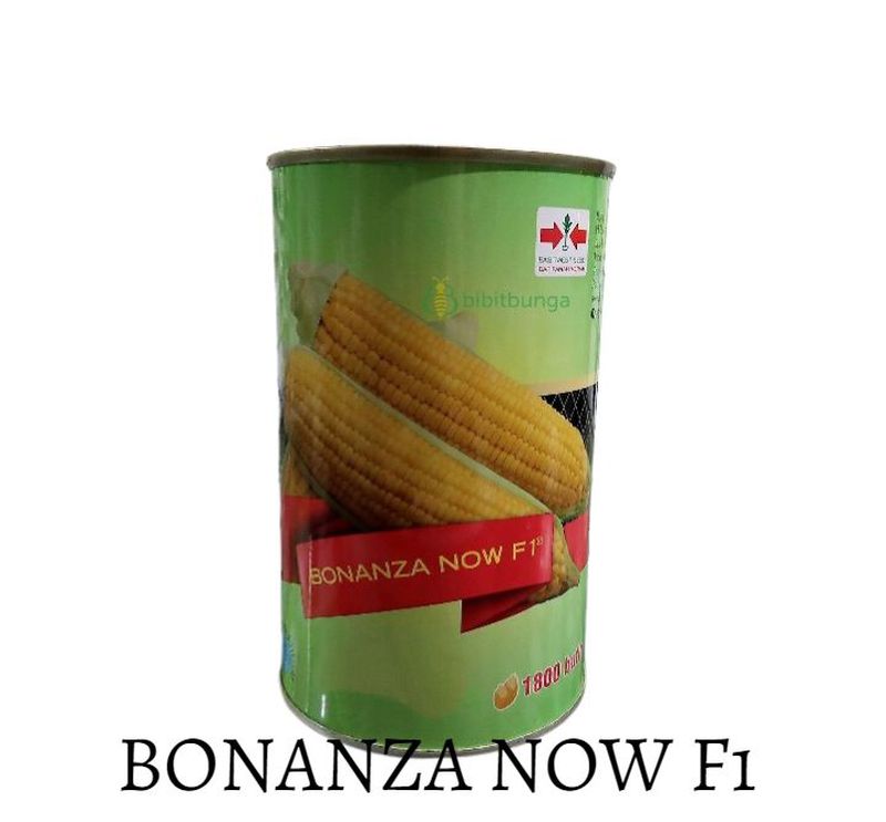 Benih Jagung Manis
