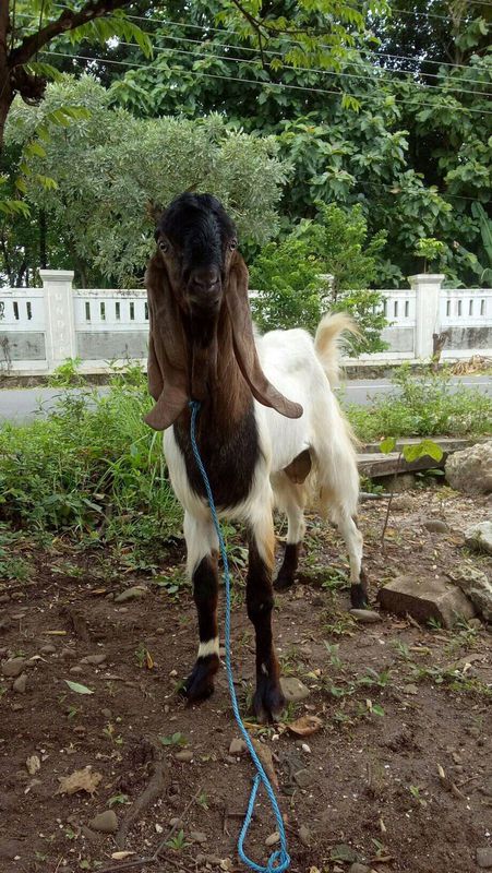 KAMBING LOKAL SUPER