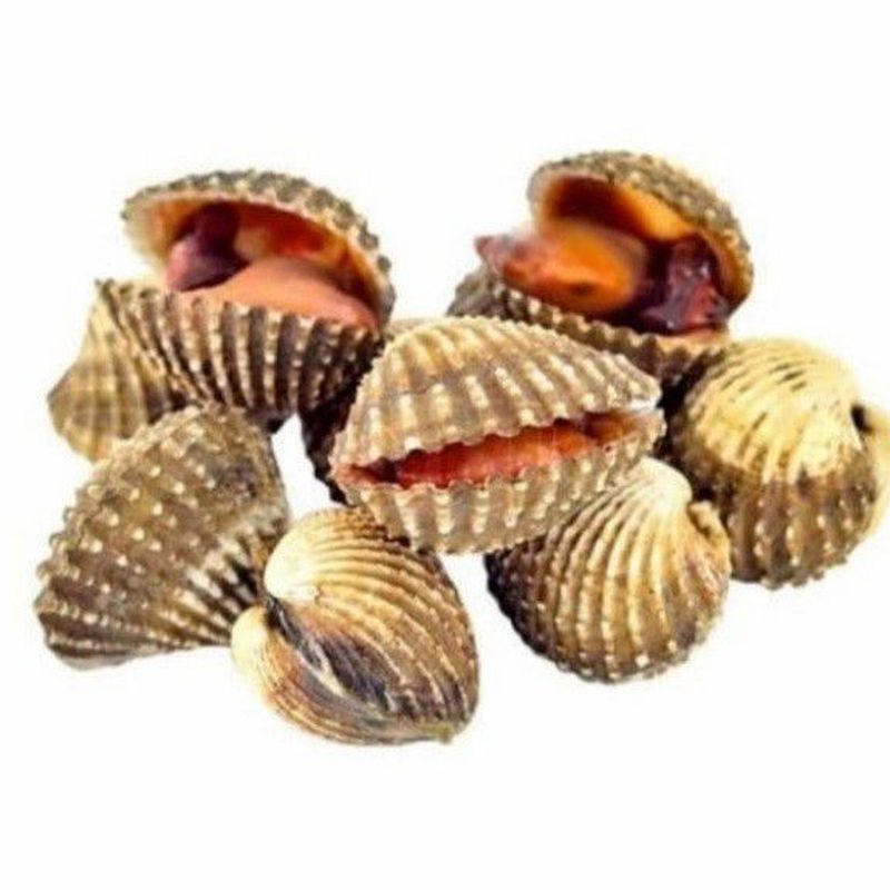 KERANG DARA