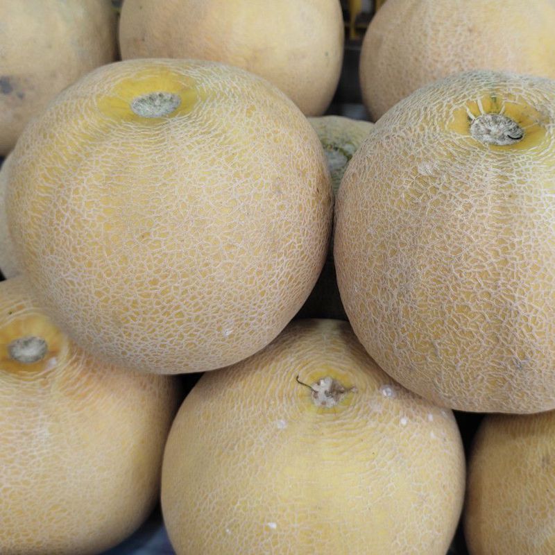 Melon Madu Banyuwangi