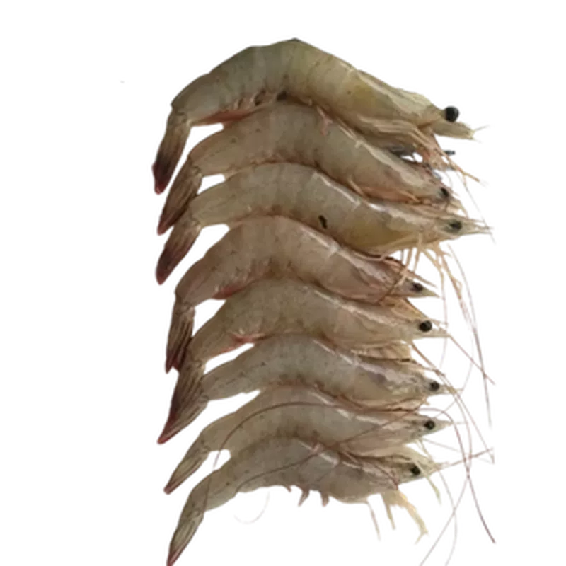 Udang