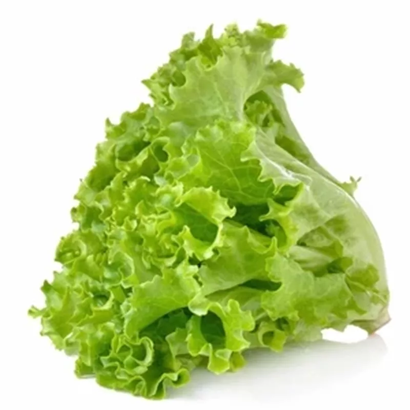 Daun Selada