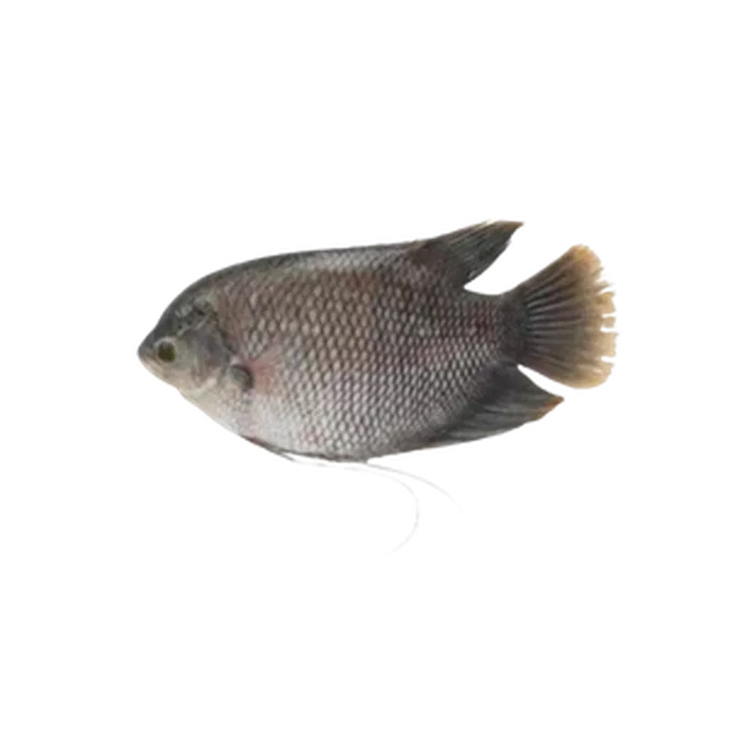 Ikan Gurame